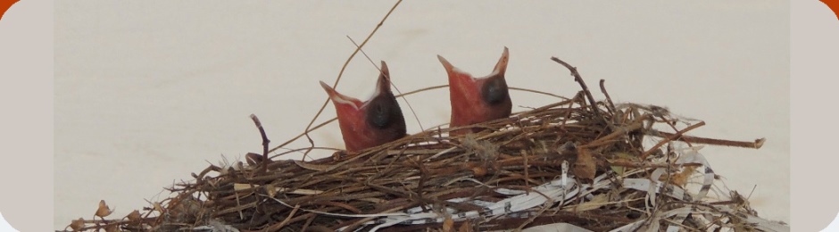 Rehabber's Den |Hand-rearing and rehabilitation of corvids: House crow ...